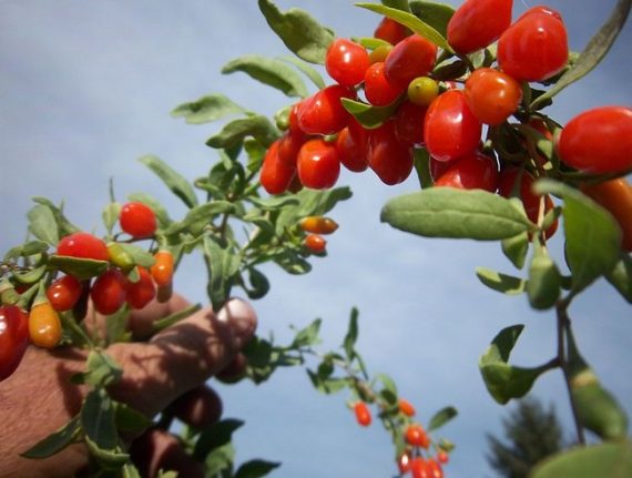 Goji Berry - benefícios e receita de um delicioso suco | Buddha Spa